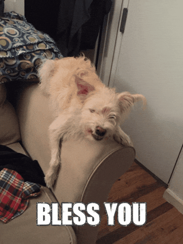Bless You GIF by chuber channel - Find & Share on GIPHY