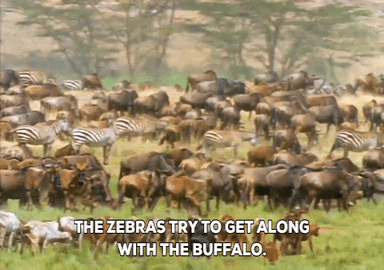 Wild GIF by South Park - Find & Share on GIPHY