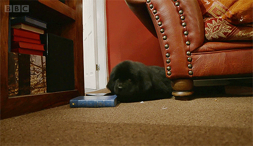 Dog Puppy GIF by BBC - Find & Share on GIPHY