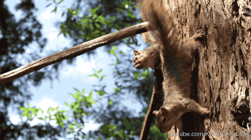 Dogs Squirrels GIF by KQEDScience - Find & Share on GIPHY