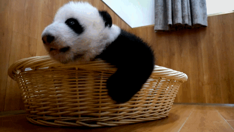 Panda GIF by Nat Geo Wild - Find & Share on GIPHY