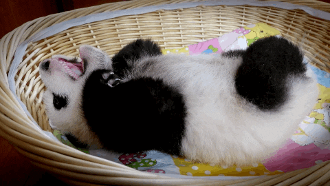 Panda GIF by Nat Geo Wild - Find & Share on GIPHY
