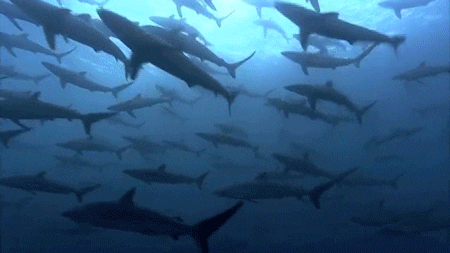 Sea Swimming GIF by University of California - Find & Share on GIPHY