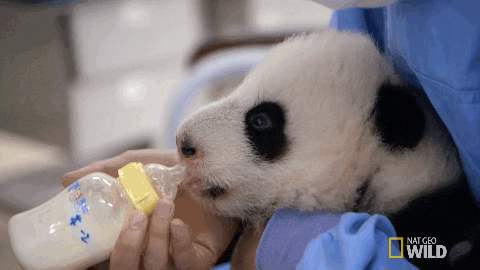 Panda GIF by Nat Geo Wild - Find & Share on GIPHY