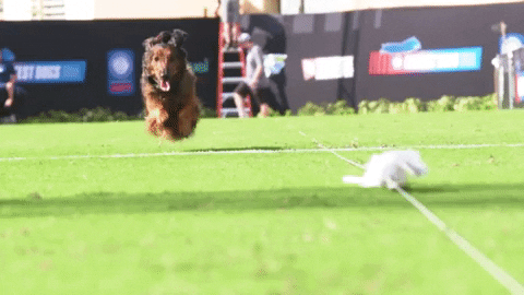Dog Running GIF by American Kennel Club - Find & Share on GIPHY