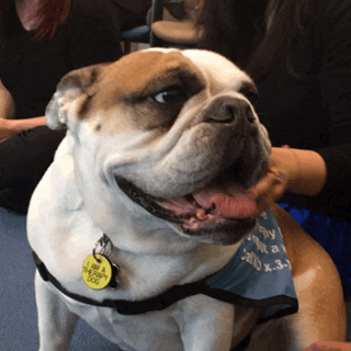 Therapy Dog GIFs - Get the best GIF on GIPHY