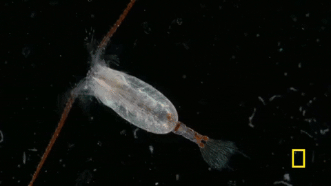 One Strange Rock GIF by National Geographic Channel - Find & Share on GIPHY