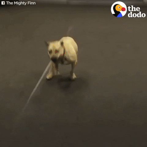 Excited Dog GIF by The Dodo - Find & Share on GIPHY