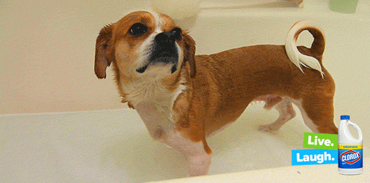 Dog Bath GIF by Clorox - Find & Share on GIPHY
