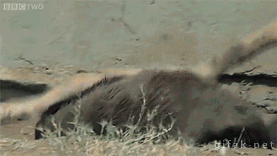 Honey Badger GIFs - Get the best GIF on GIPHY