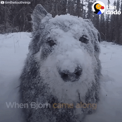 Dog Snow GIF by The Dodo - Find & Share on GIPHY