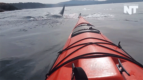 Orca Whales S Find And Share On Giphy