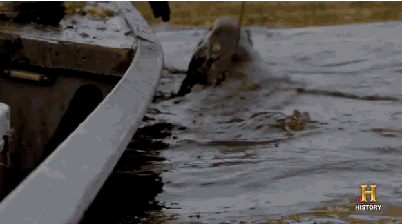 History Bite GIF by Swamp People - Find & Share on GIPHY