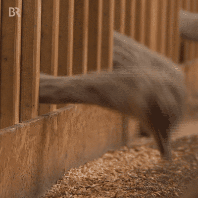 Strauss GIFs - Find & Share on GIPHY