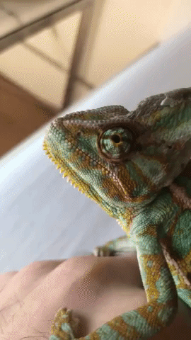 Lizard Winston GIF by Zack Kantor - Find & Share on GIPHY