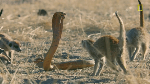 Nat Geo Desert GIF by National Geographic Channel - Find & Share on GIPHY