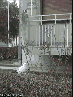 Cat Jumping GIF by Cheezburger - Find & Share on GIPHY