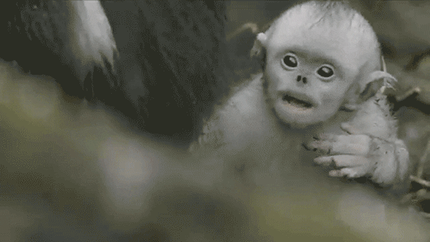 Monkey GIF - Find & Share on GIPHY