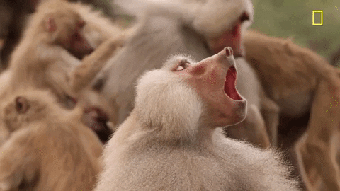 Nat Geo Baboon GIF by National Geographic Channel - Find & Share on GIPHY