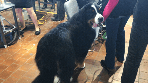 Dog Show GIF by Westminster Kennel Club - Find & Share on GIPHY