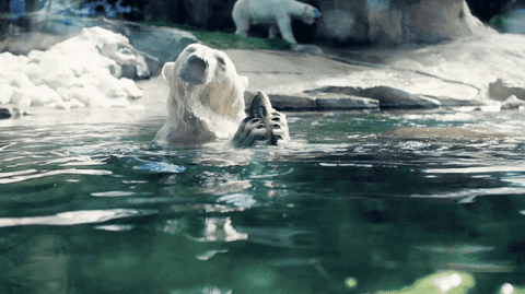 Polar Bear GIFs - Find & Share on GIPHY