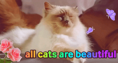 Cat Beauty GIF - Find & Share on GIPHY