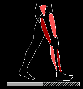 Muscles GIF - Find & Share on GIPHY