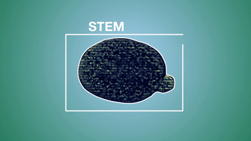 Stem GIF - Find & Share on GIPHY