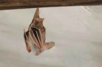 Bat GIF - Find & Share on GIPHY