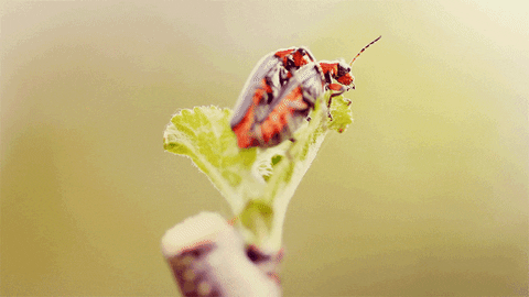 Insects GIFs - Primo GIF - Latest Animated GIFs