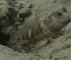 Shrimp Goby GIF by Head Like an Orange - Find & Share on GIPHY