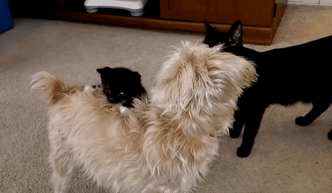 Dog Kitten GIF by JustViral.Net - Find & Share on GIPHY