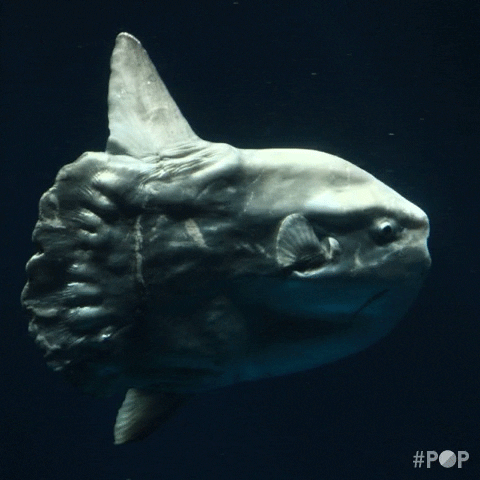 Fish Swim GIF by GoPop - Find & Share on GIPHY