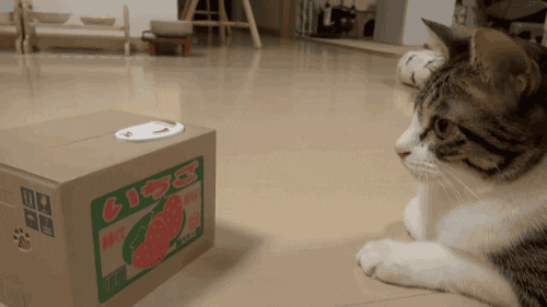Cat Box Tips Find And Share On Giphy 