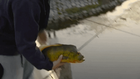 Fish Fishing GIF by DOPESICK NATION - Find & Share on GIPHY