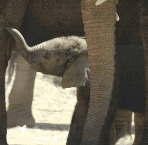Happy Baby Animals GIF by San Diego Zoo - Find & Share on GIPHY