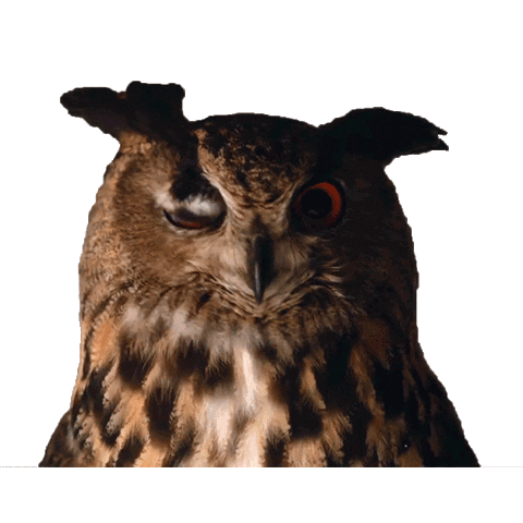 Owl Wink Sticker by Western Governors University for iOS & Android | GIPHY