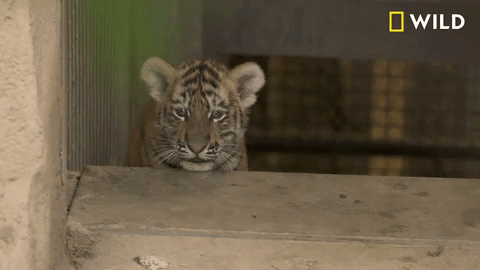 GIF by Nat Geo Wild - Find & Share on GIPHY