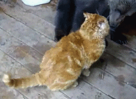 Cat Fear GIF - Find & Share on GIPHY