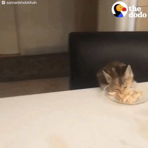 Dinner Table Eating GIF by The Dodo - Find & Share on GIPHY