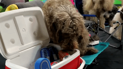 Dog GIF by Puppy Bowl - Find & Share on GIPHY