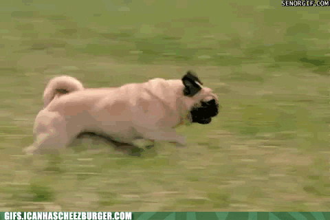 Pugs GIF by Cheezburger - Find & Share on GIPHY