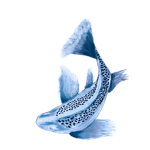 Art Fish Sticker for iOS & Android | GIPHY