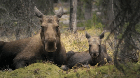 Moose Mom And Daughter GIF by University of Alaska Fairbanks - Find ...