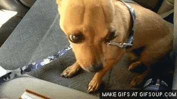 Leashed GIFs - Get the best GIF on GIPHY