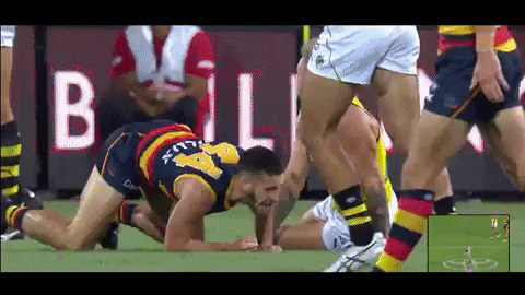 Afl Celebrate GIF by Adelaide Crows - Find & Share on GIPHY