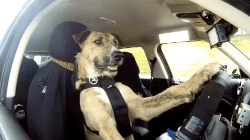 Dog Car GIF - Find & Share on GIPHY