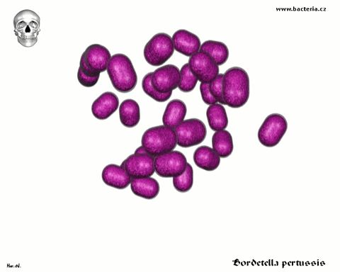 Bacteria GIF - Find & Share on GIPHY