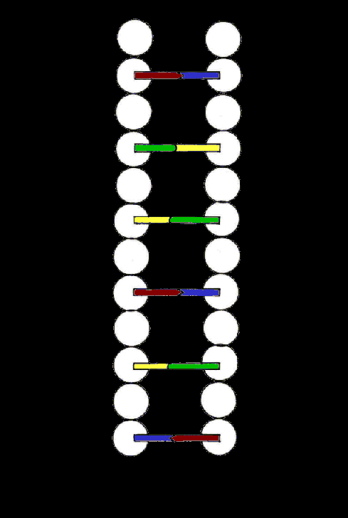 Molecular Biology Dna GIF - Find & Share on GIPHY