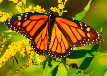 Monarchs GIFs - Find & Share on GIPHY